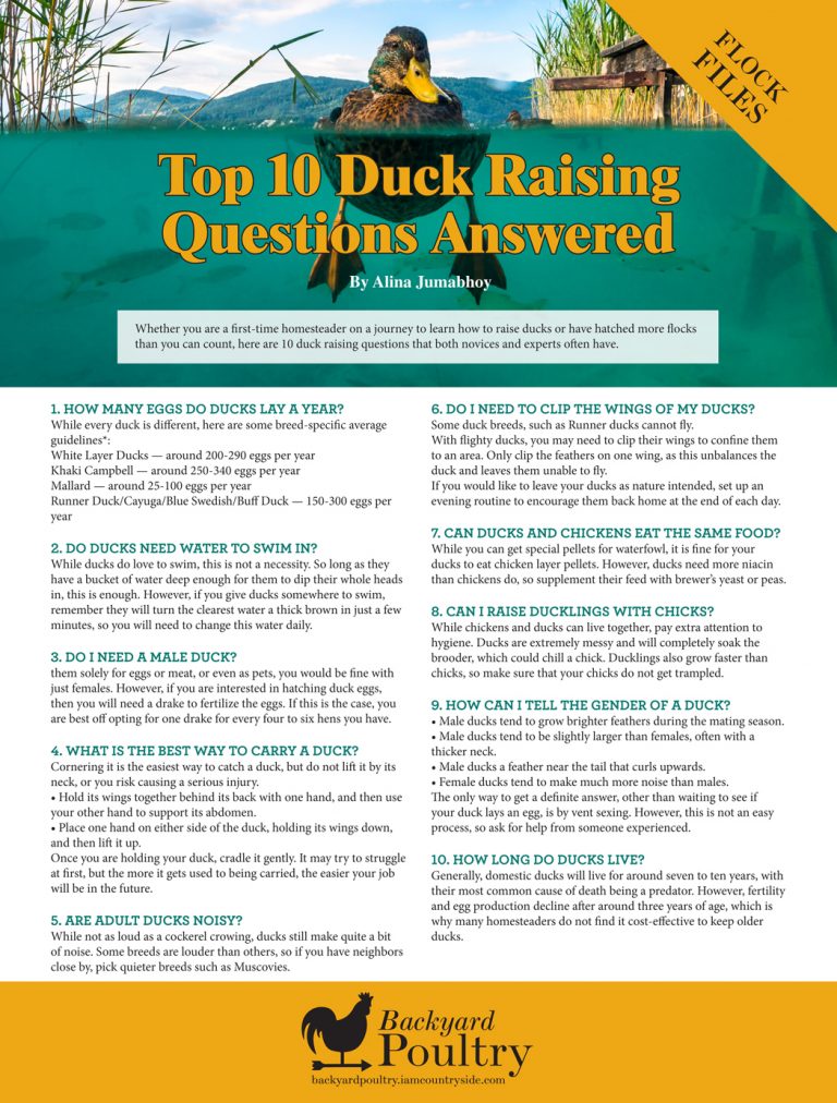 Top 10 Duck Raising Questions Answered - Backyard Poultry
